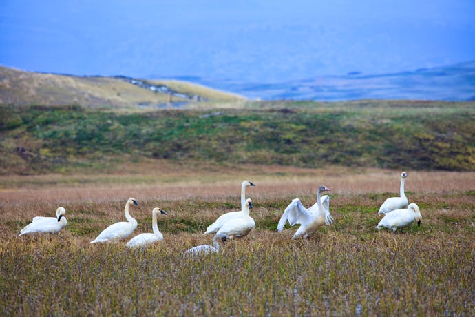 Seven Swans a-Swimming through Izembek Lagoon | Defenders of Wildlife